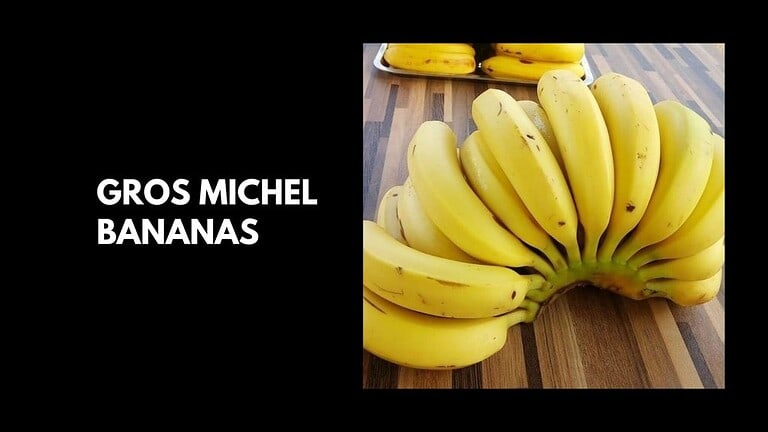 Banana Nutrition Facts, Calories and Health Benefits