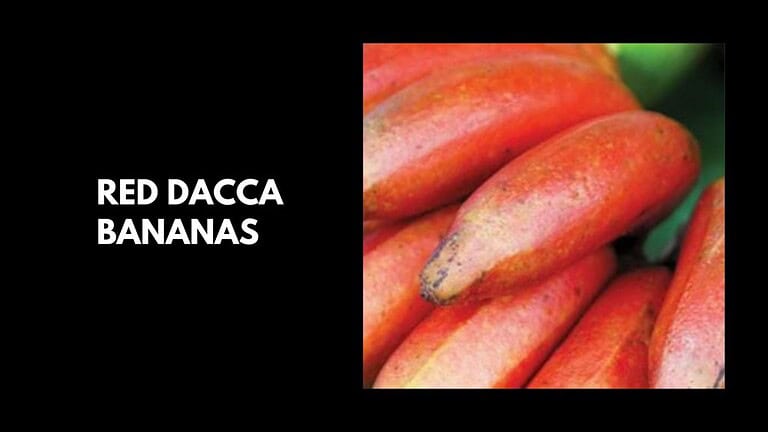 Banana Nutrition Facts, Calories and Health Benefits